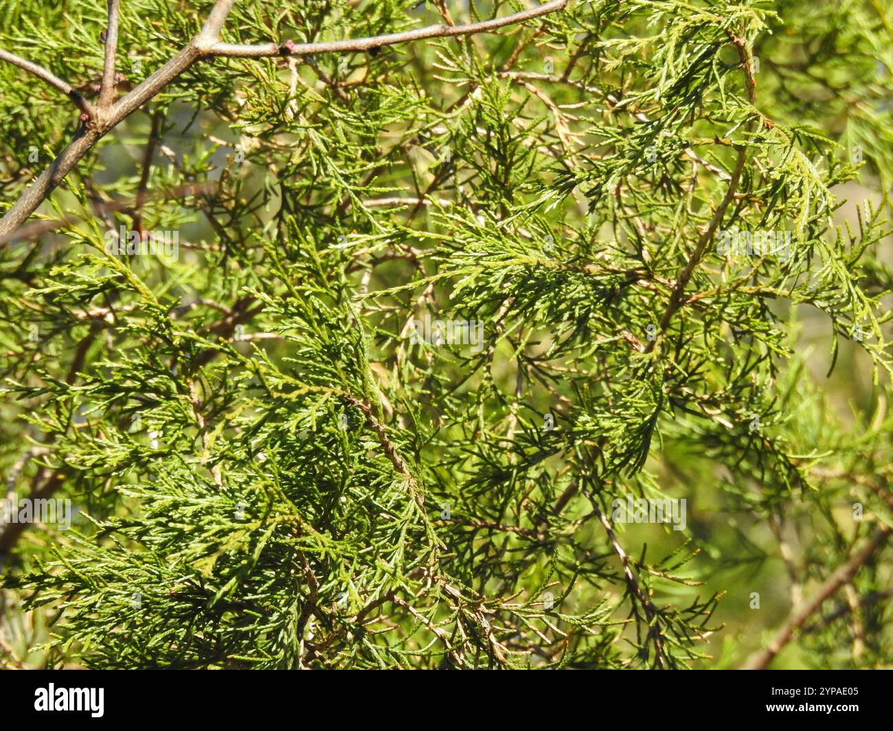 eastern redcedar (Juniperus virginiana Stock Photo - Alamy