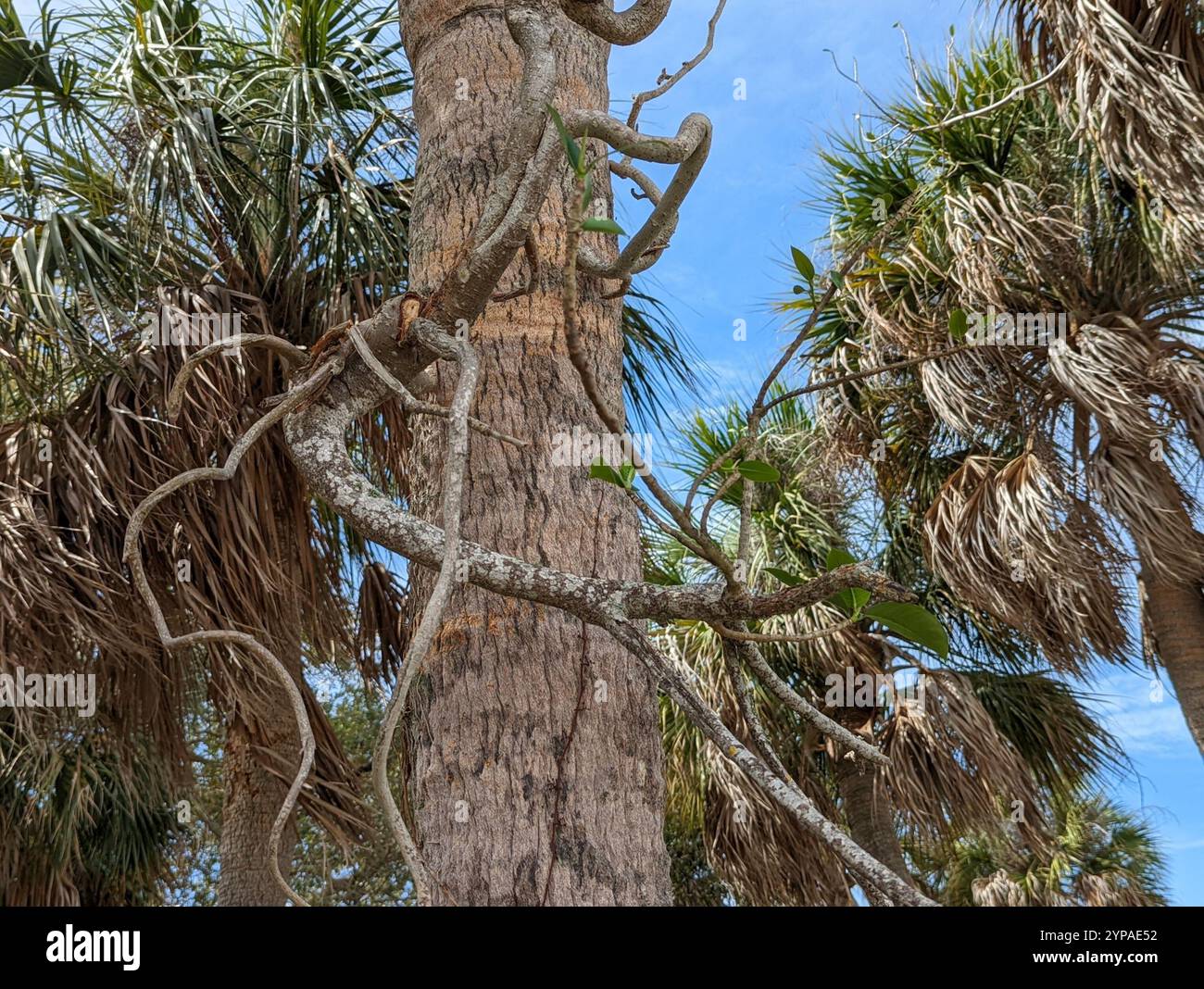 Florida Strangler Fig (Ficus aurea Stock Photo - Alamy