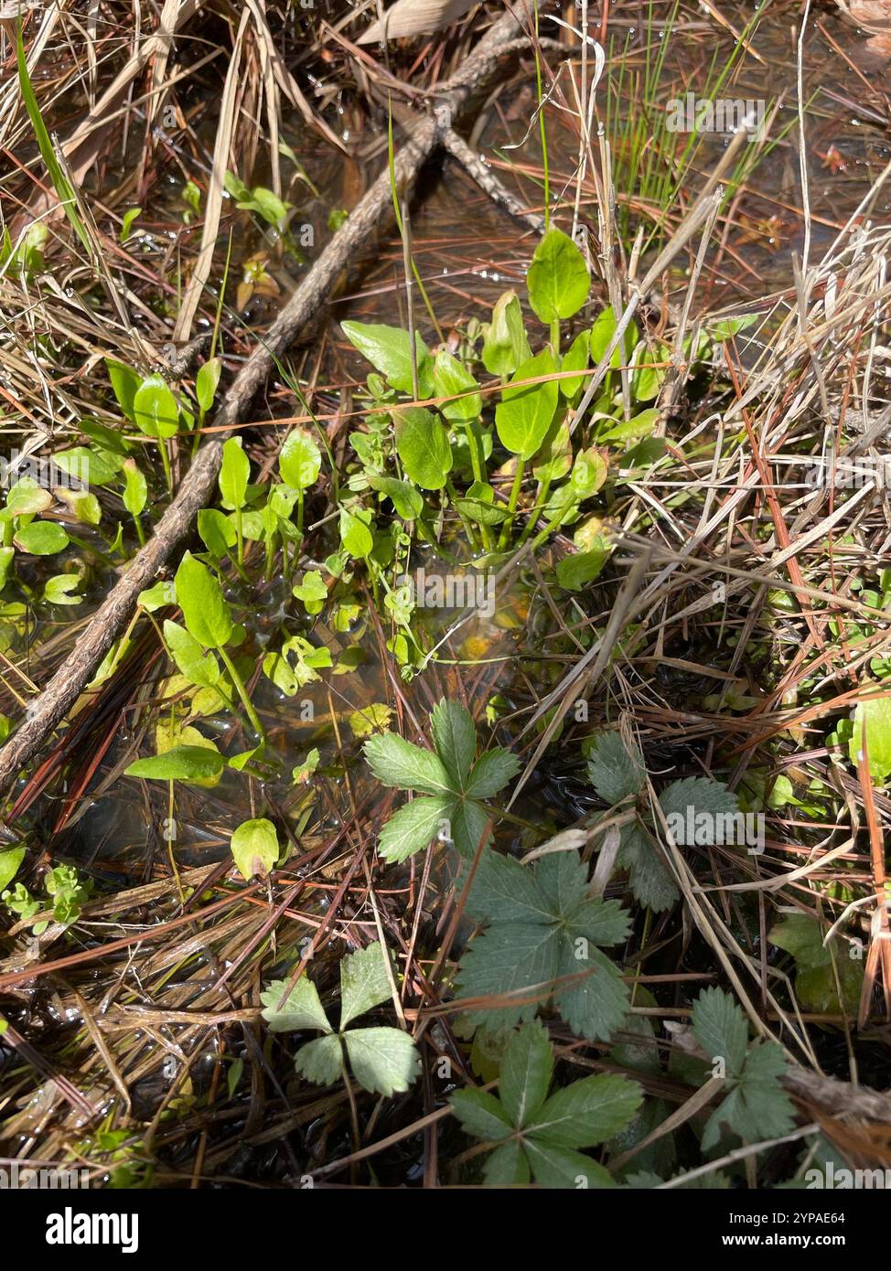 creeping eryngo (Eryngium prostratum Stock Photo - Alamy