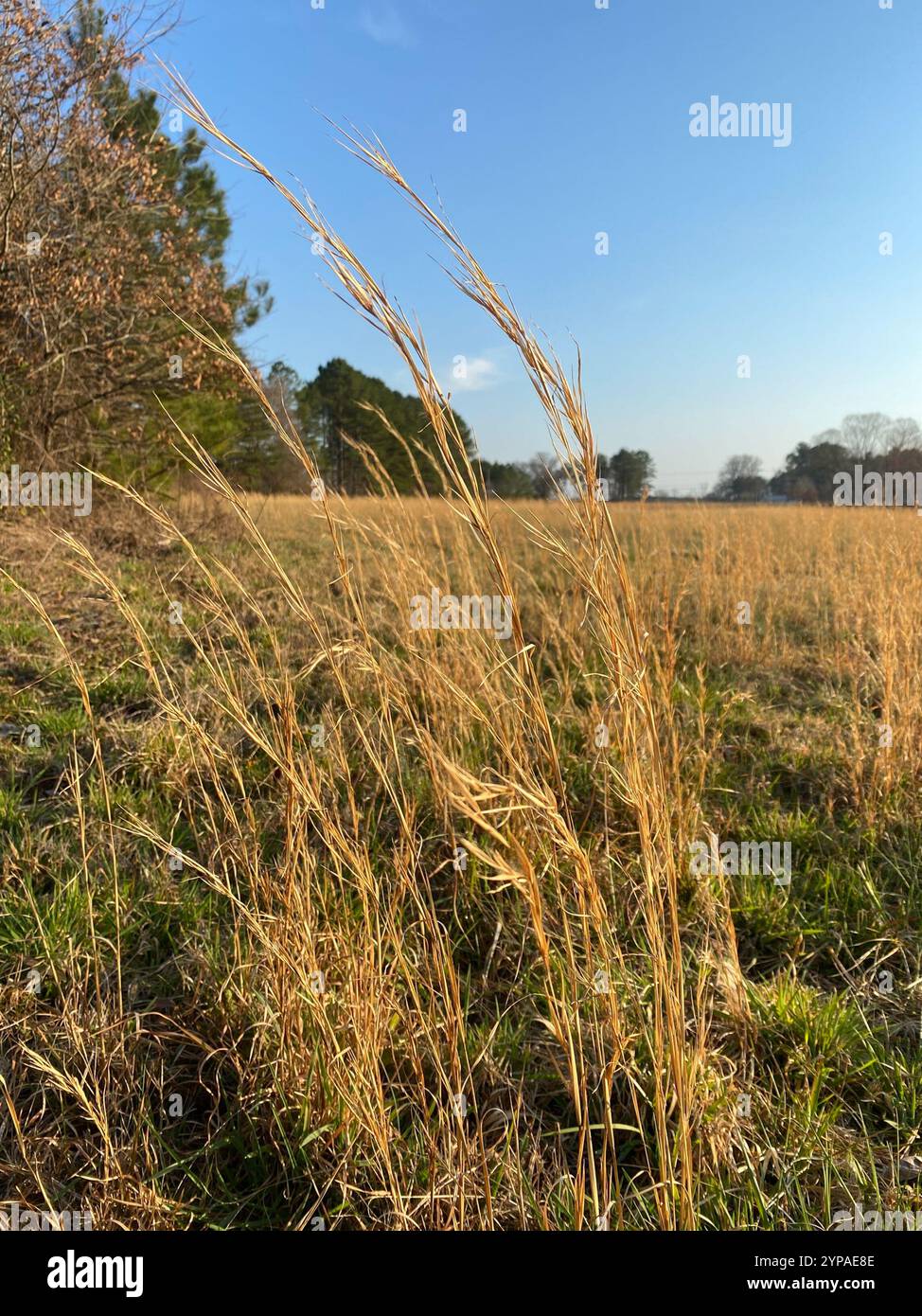 Broomsedge hi-res stock photography and images - Alamy