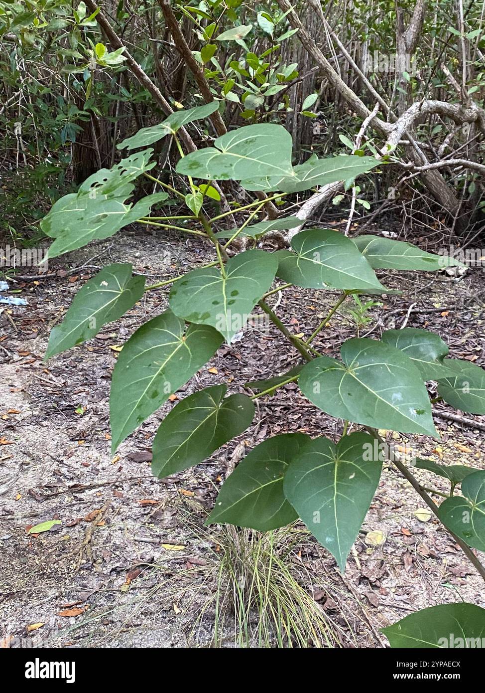Portia tree (Thespesia populnea Stock Photo - Alamy