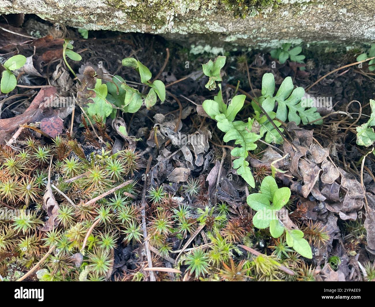 western polypody (Polypodium hesperium Stock Photo - Alamy
