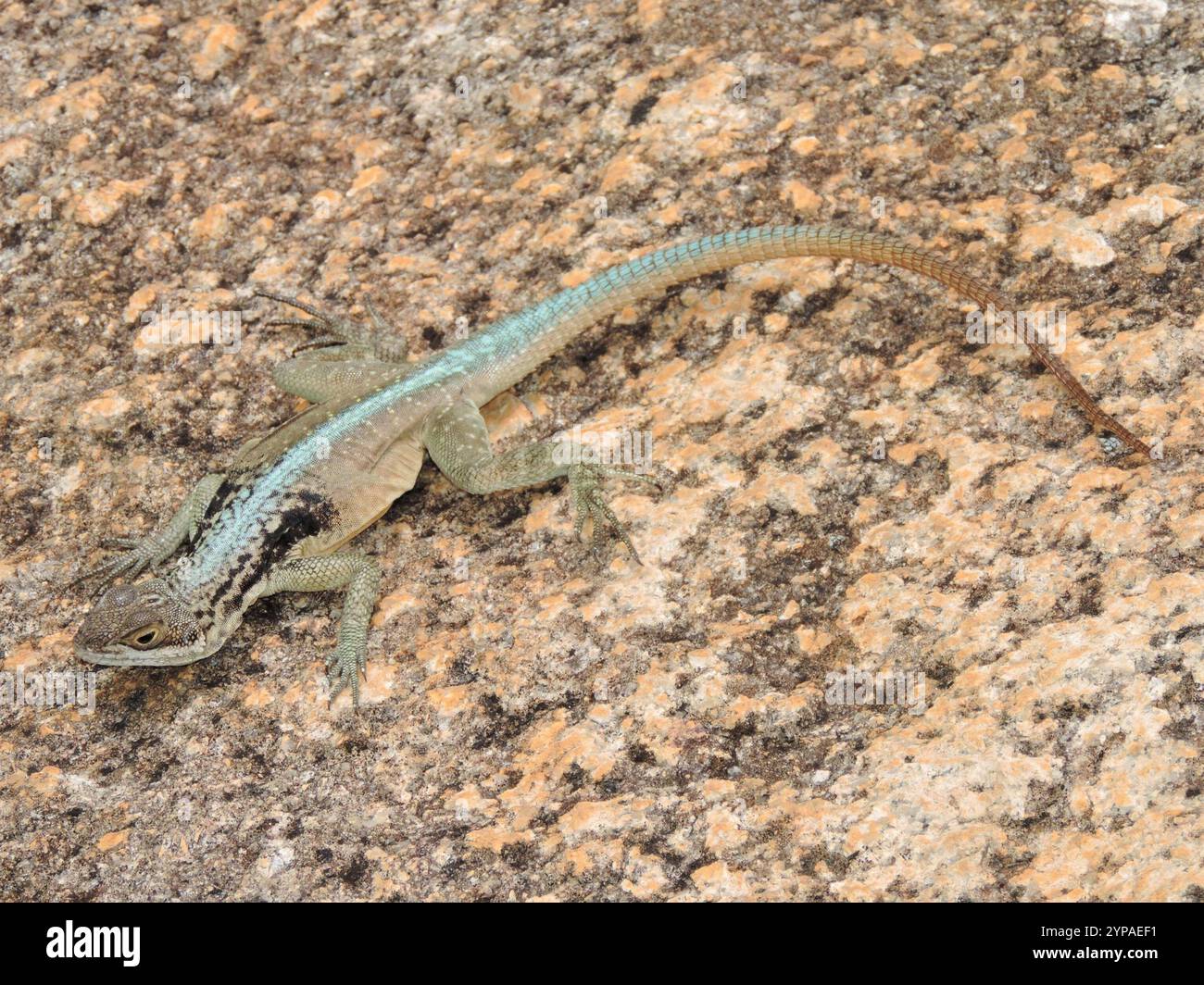Grandidier's Madagascar Swift (Oplurus grandidieri Stock Photo - Alamy