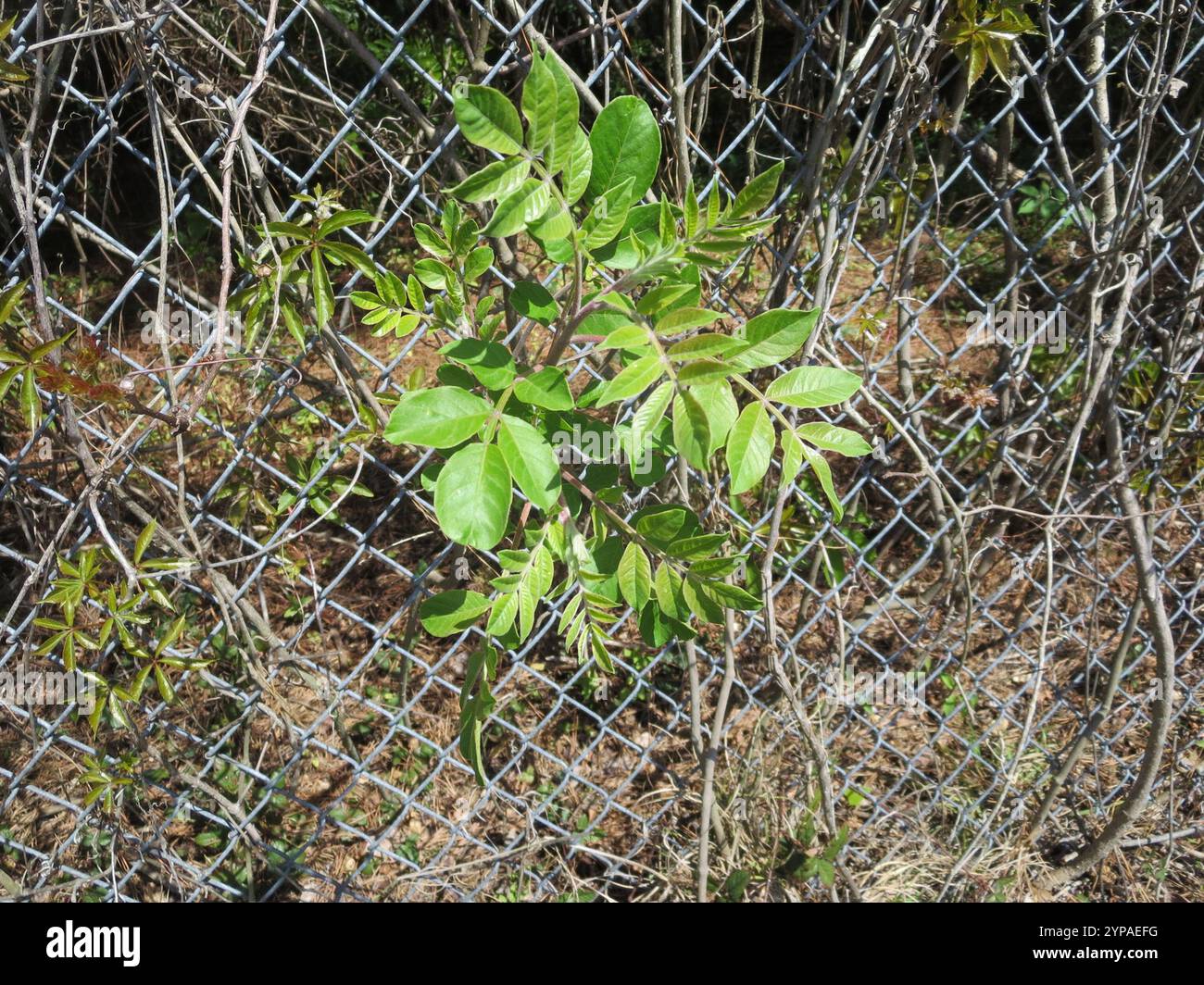 shining sumac (Rhus copallinum Stock Photo - Alamy
