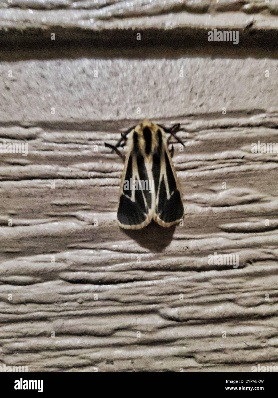 Banded Tiger Moth (Apantesis vittata Stock Photo - Alamy