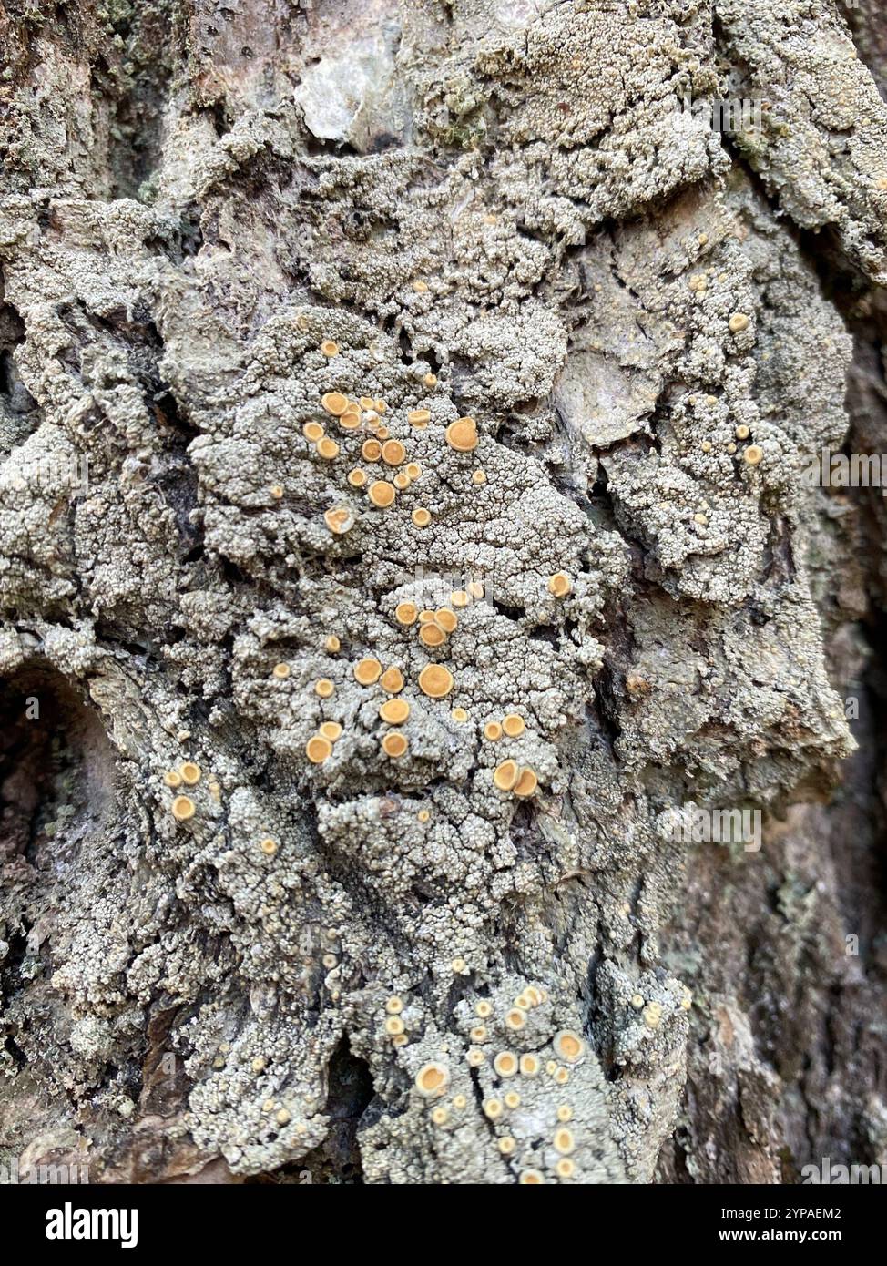 wart lichens, water lichens, and allies (Pertusariales Stock Photo - Alamy