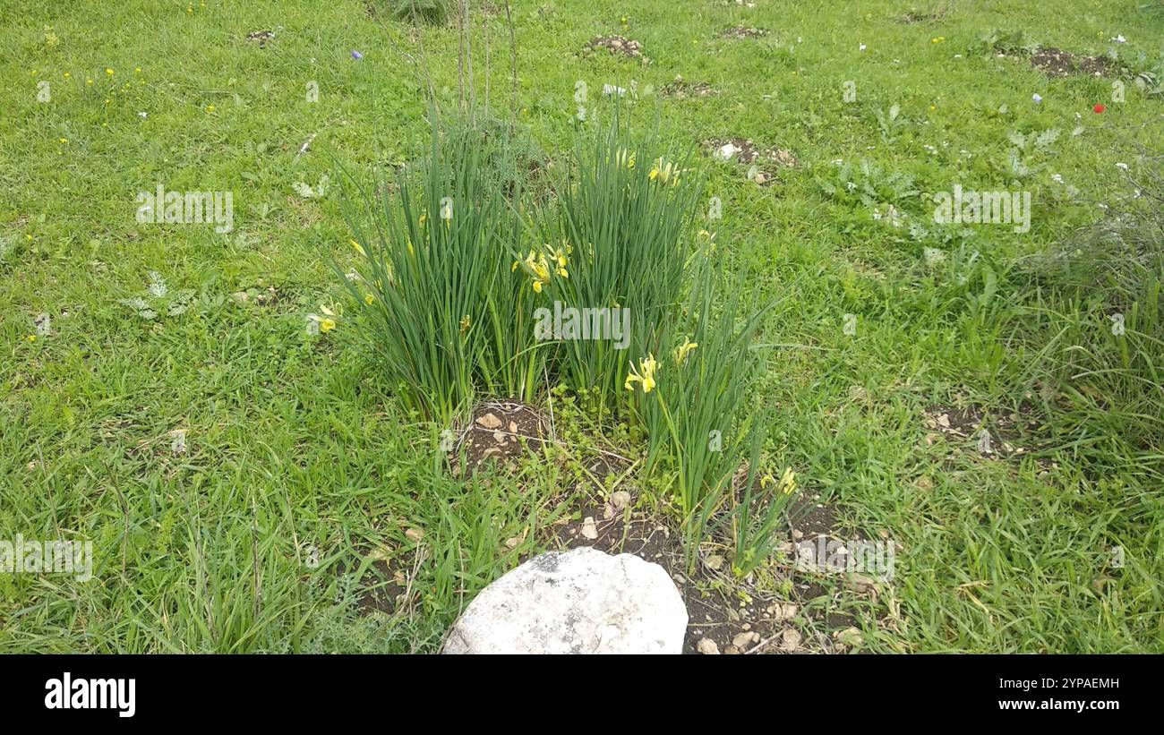 Iris grant duffii hi-res stock photography and images - Alamy