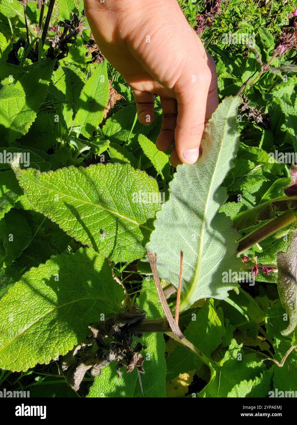 Hummingbird sage salvia spathacea hi-res stock photography and images ...