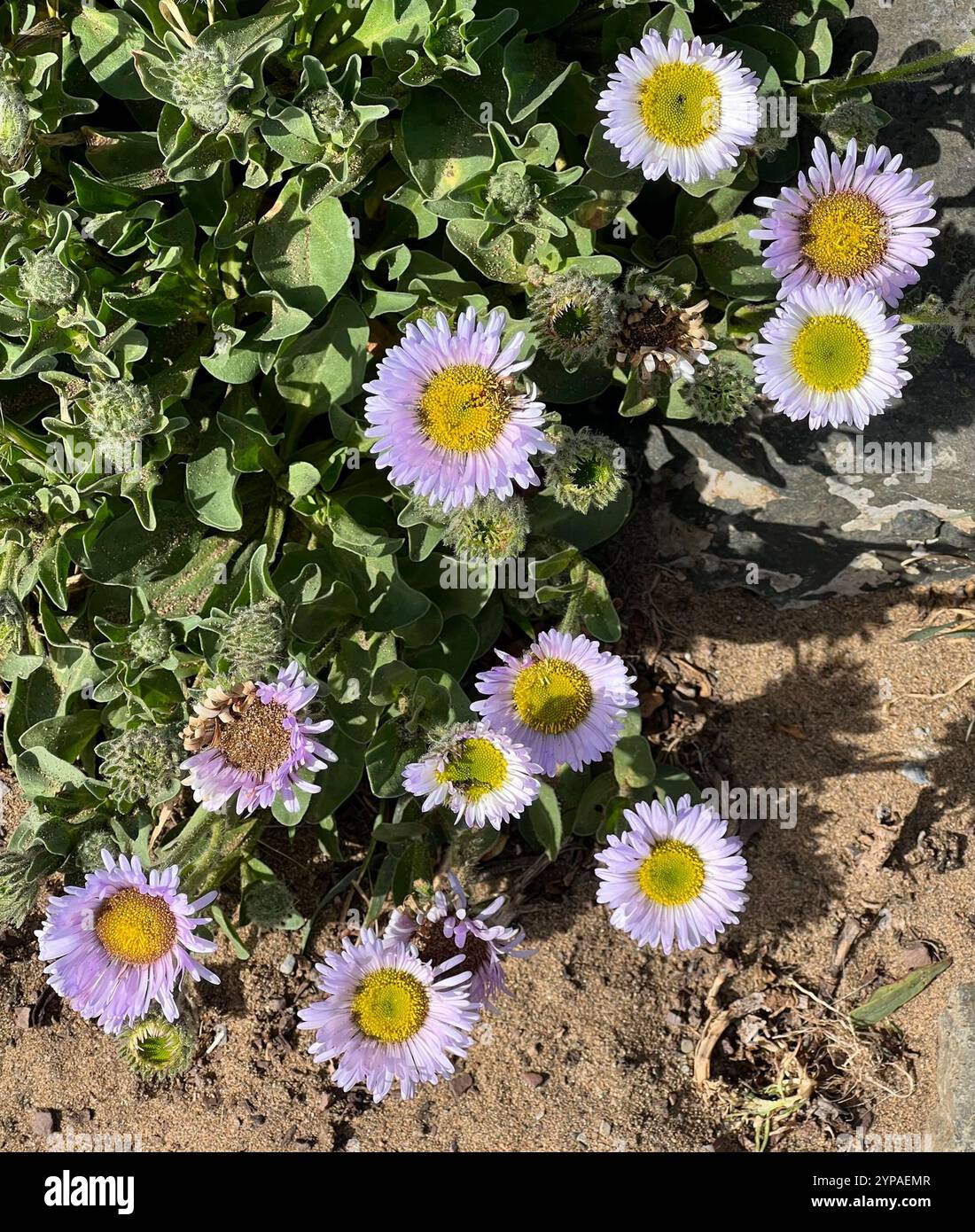 seaside daisy (Erigeron glaucus Stock Photo - Alamy