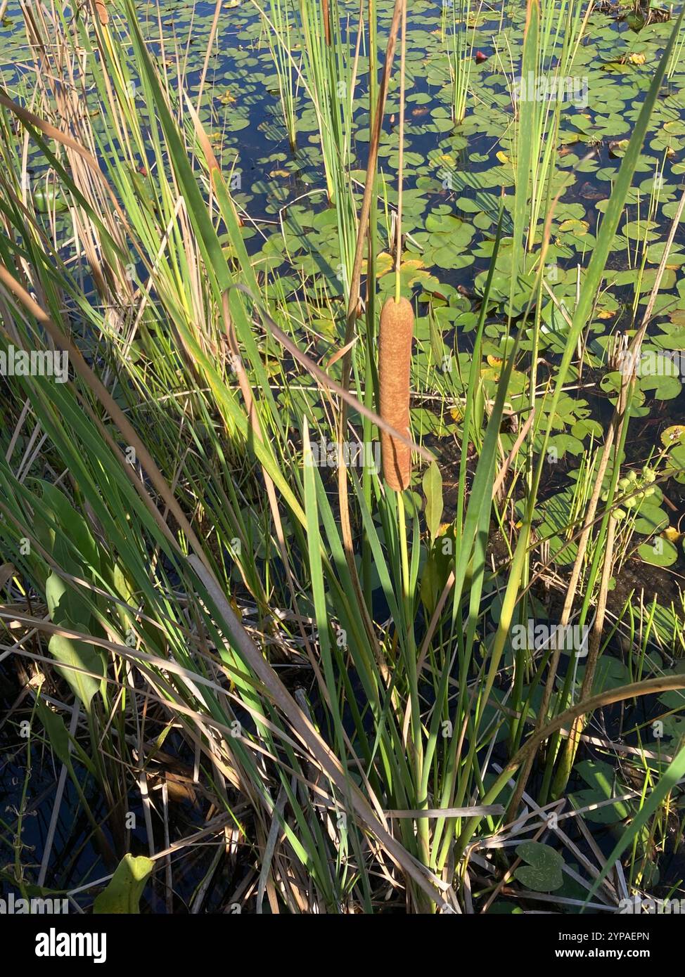 southern cattail (Typha domingensis Stock Photo - Alamy