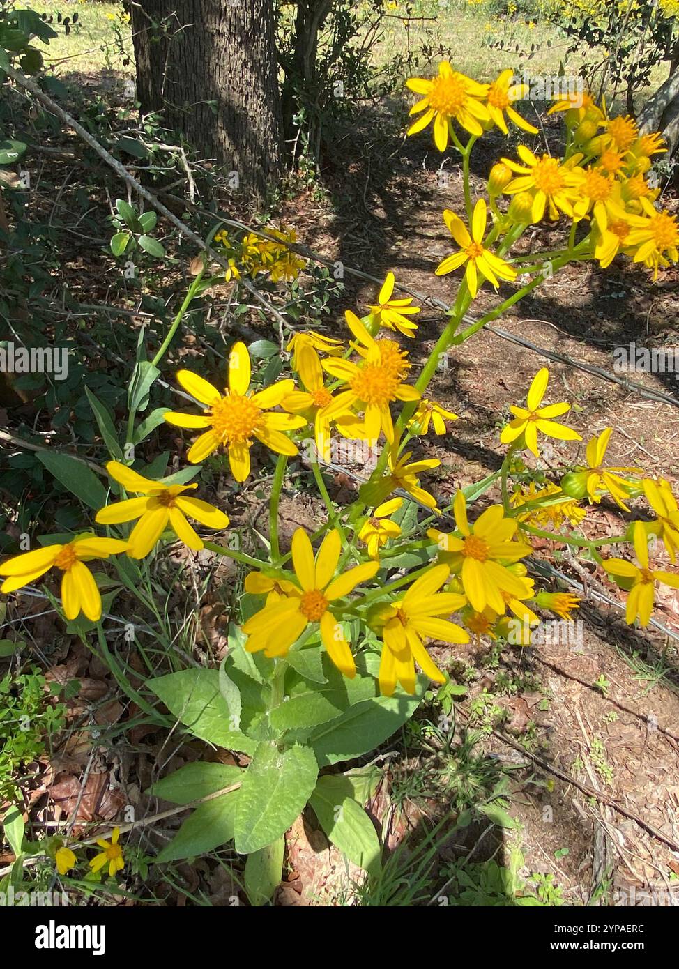 Texas ragwort (Senecio ampullaceus Stock Photo - Alamy