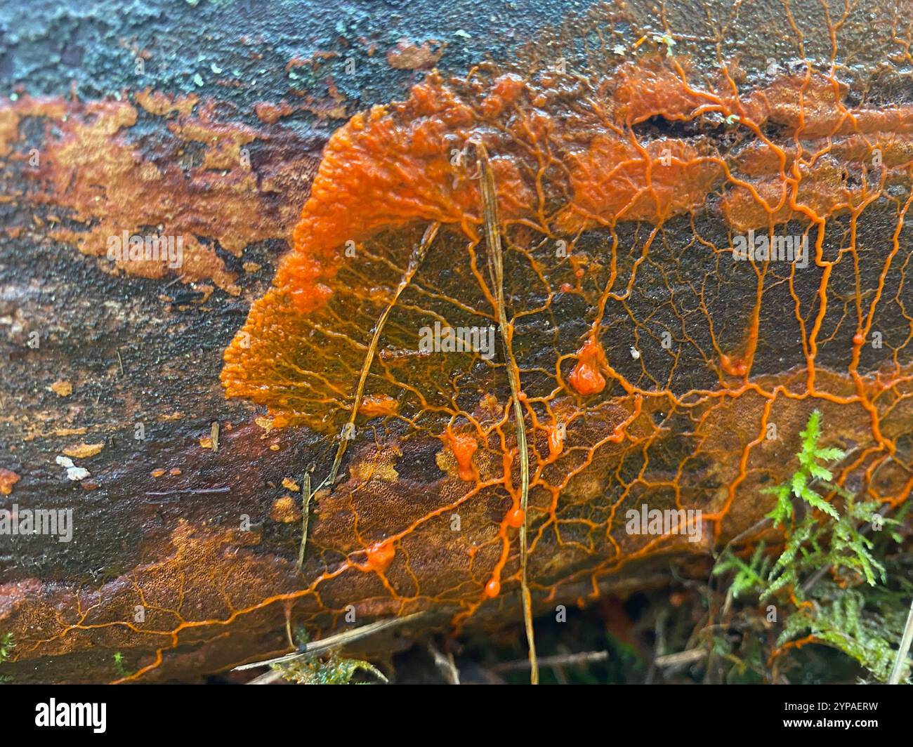 Badhamia hi-res stock photography and images - Alamy