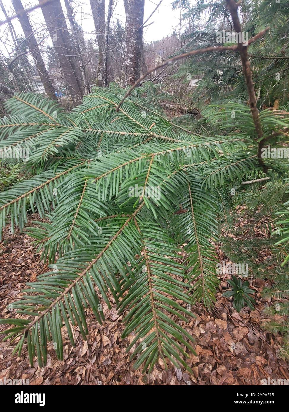 grand fir (Abies grandis Stock Photo - Alamy