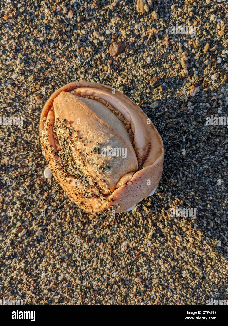 Gumboot Chiton (Cryptochiton stelleri Stock Photo - Alamy