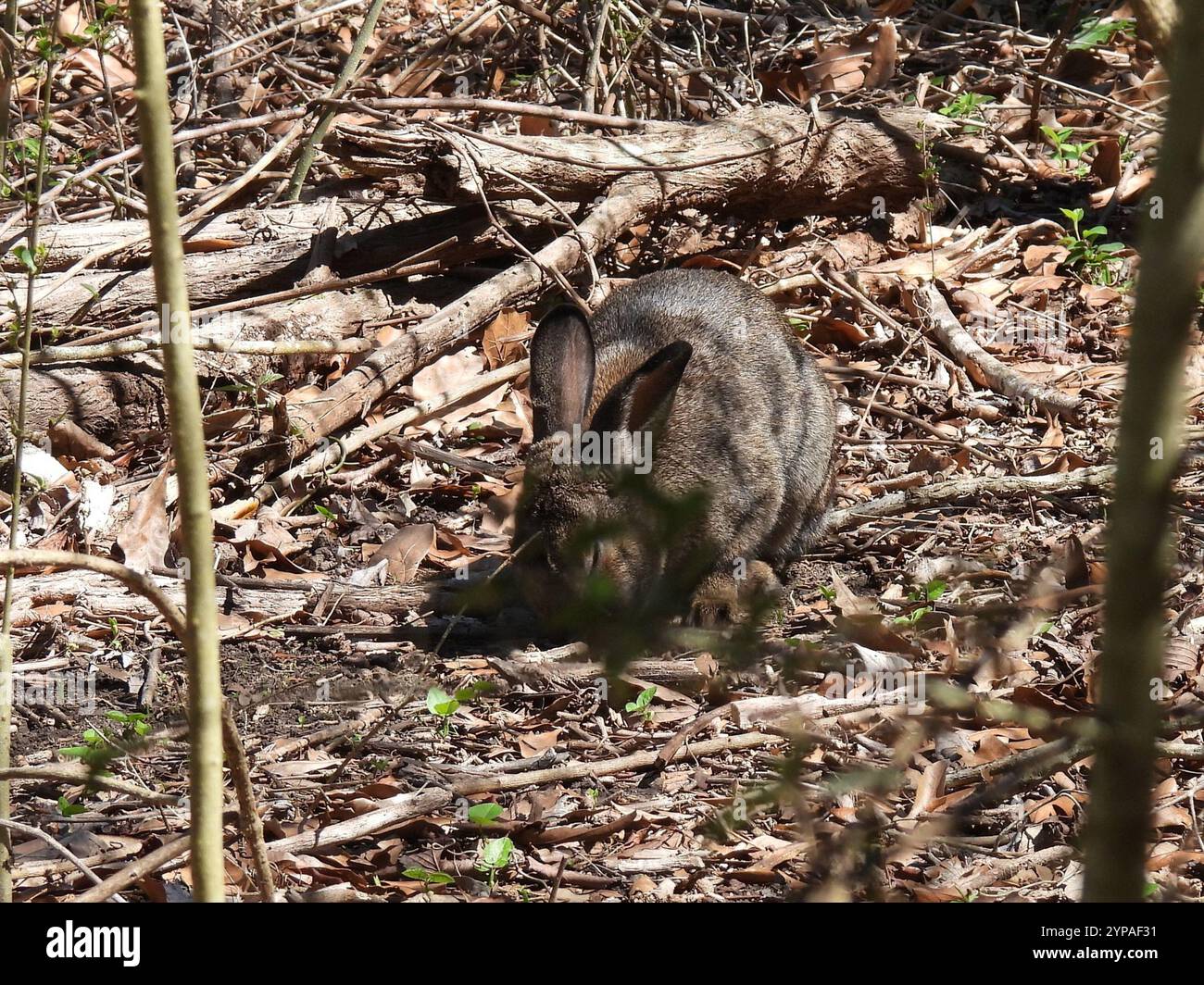 Domestic Rabbit (Oryctolagus cuniculus domesticus Stock Photo - Alamy