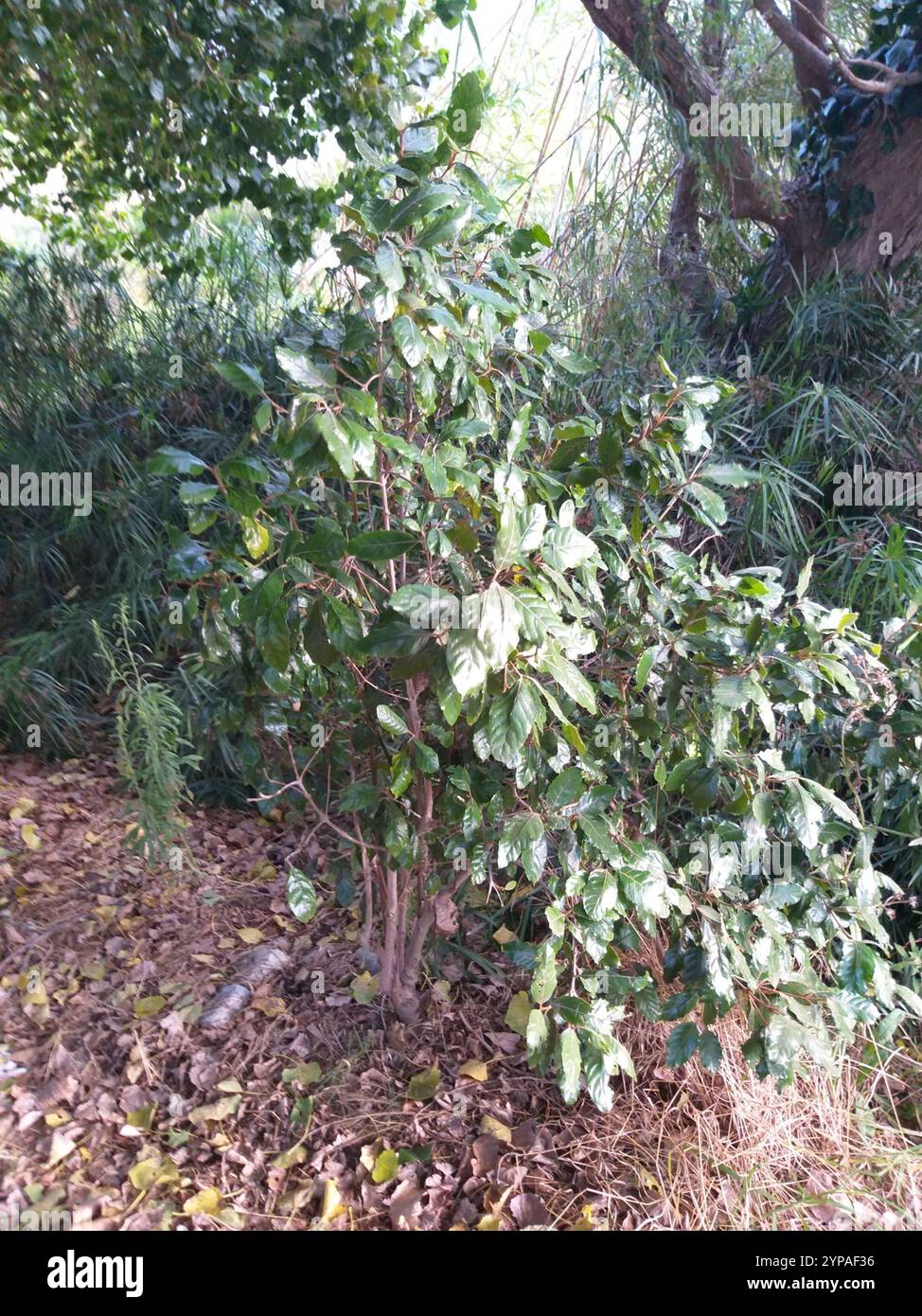 Assegai tree hi-res stock photography and images - Alamy