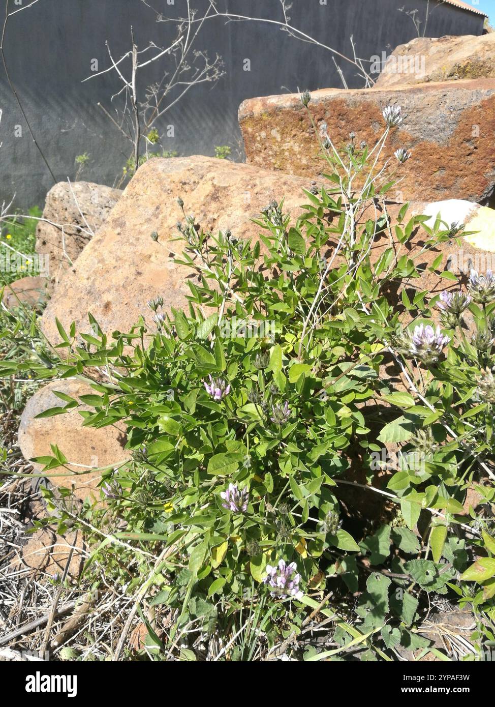 arabian pea (Bituminaria bituminosa Stock Photo - Alamy