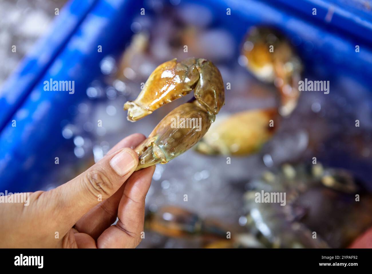Underwater close up view woman hi-res stock photography and images - Alamy