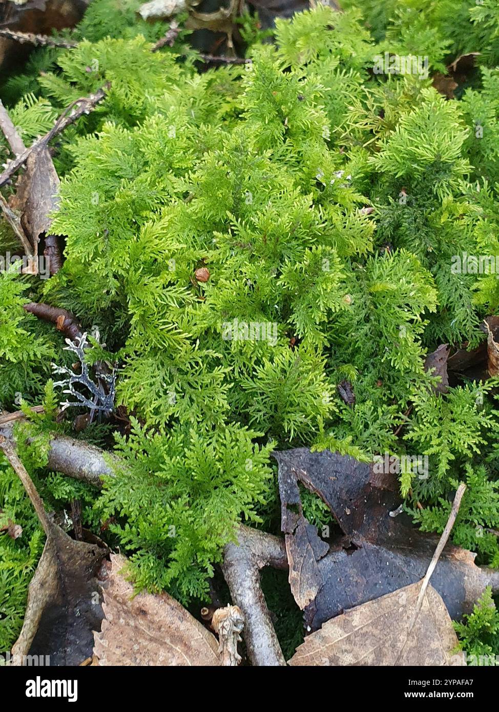 Common Tamarisk-moss (Thuidium tamariscinum Stock Photo - Alamy