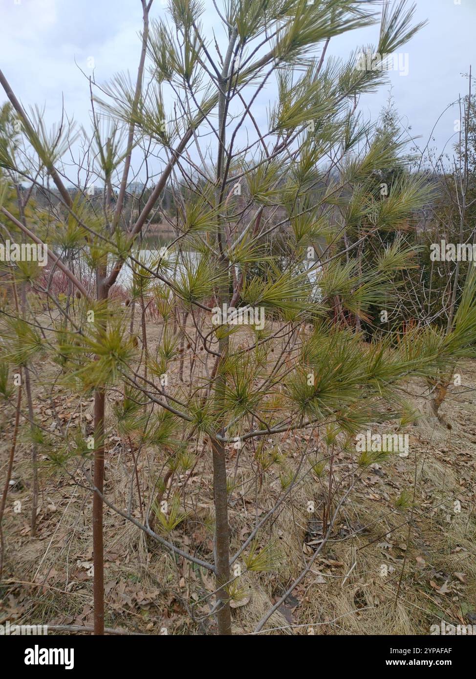 eastern white pine (Pinus strobus Stock Photo - Alamy