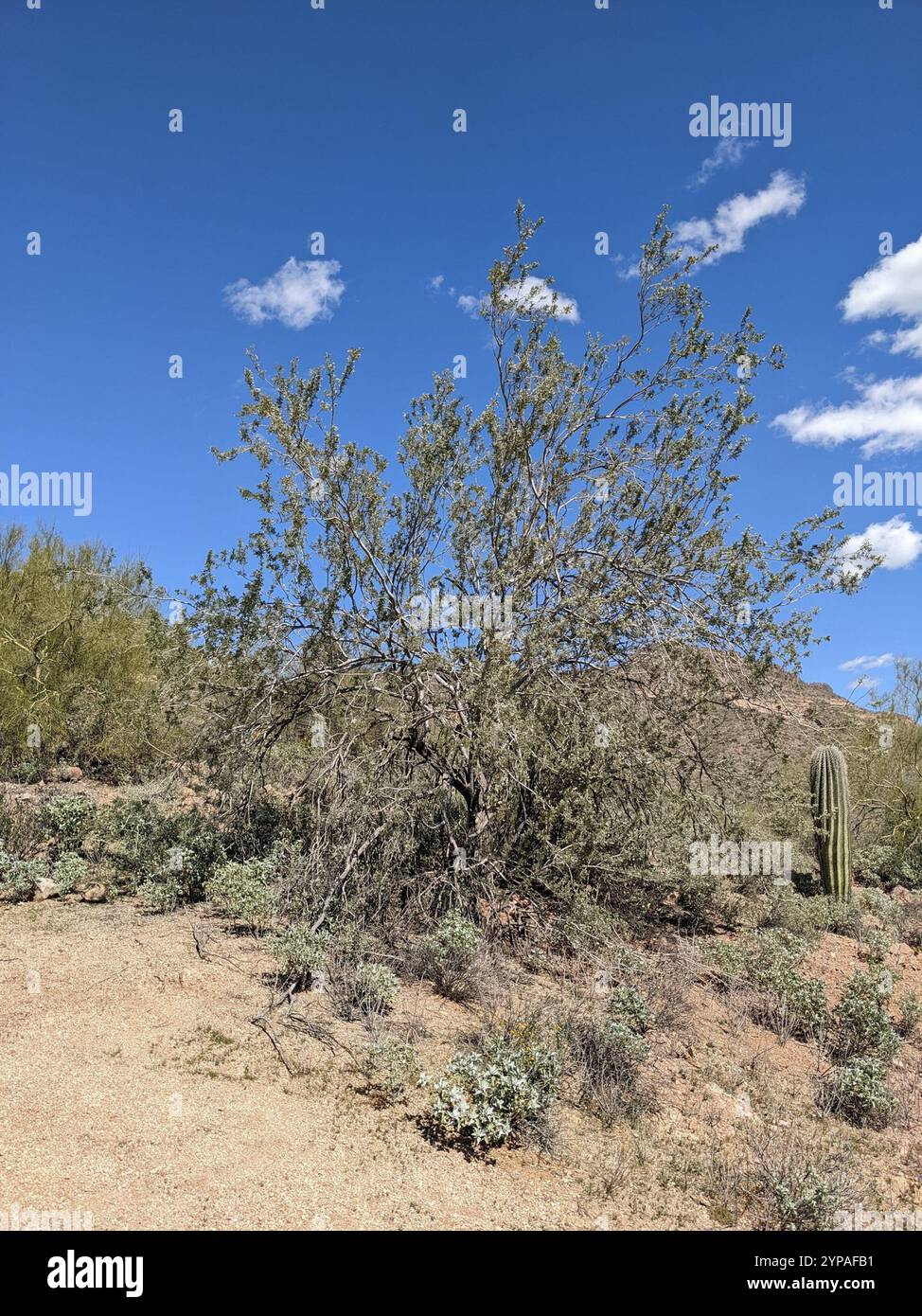 desert ironwood (Olneya tesota Stock Photo - Alamy