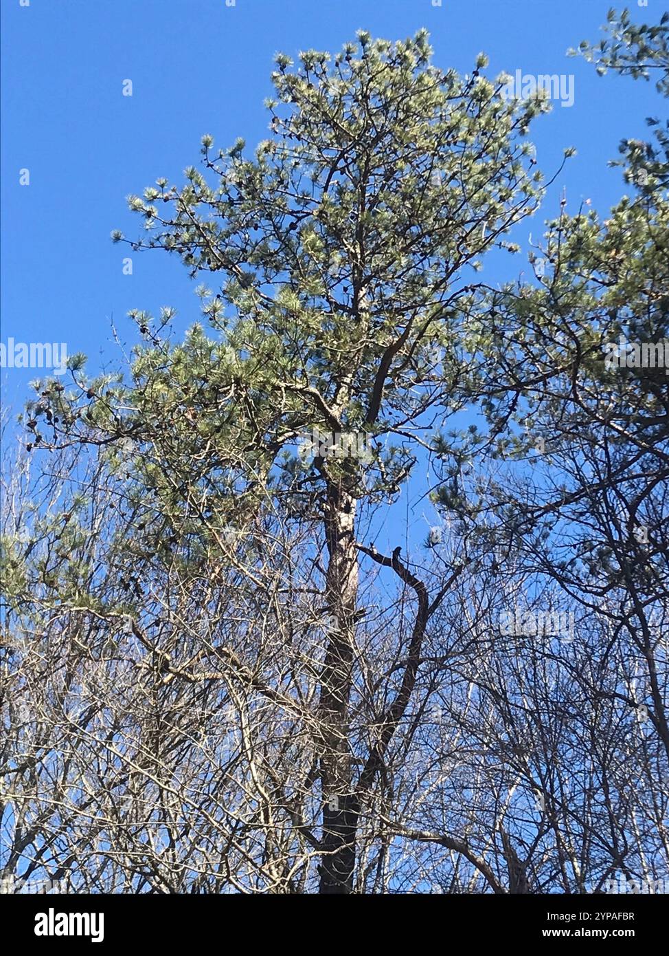 pitch pine (Pinus rigida Stock Photo - Alamy