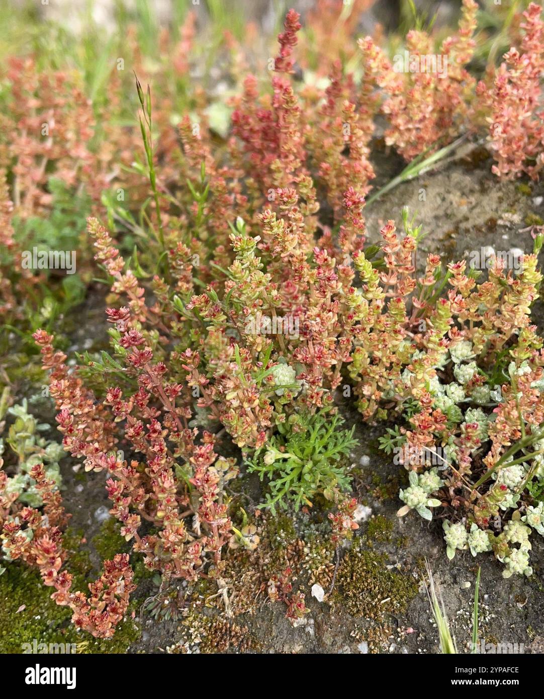sand pygmyweed (Crassula connata Stock Photo - Alamy