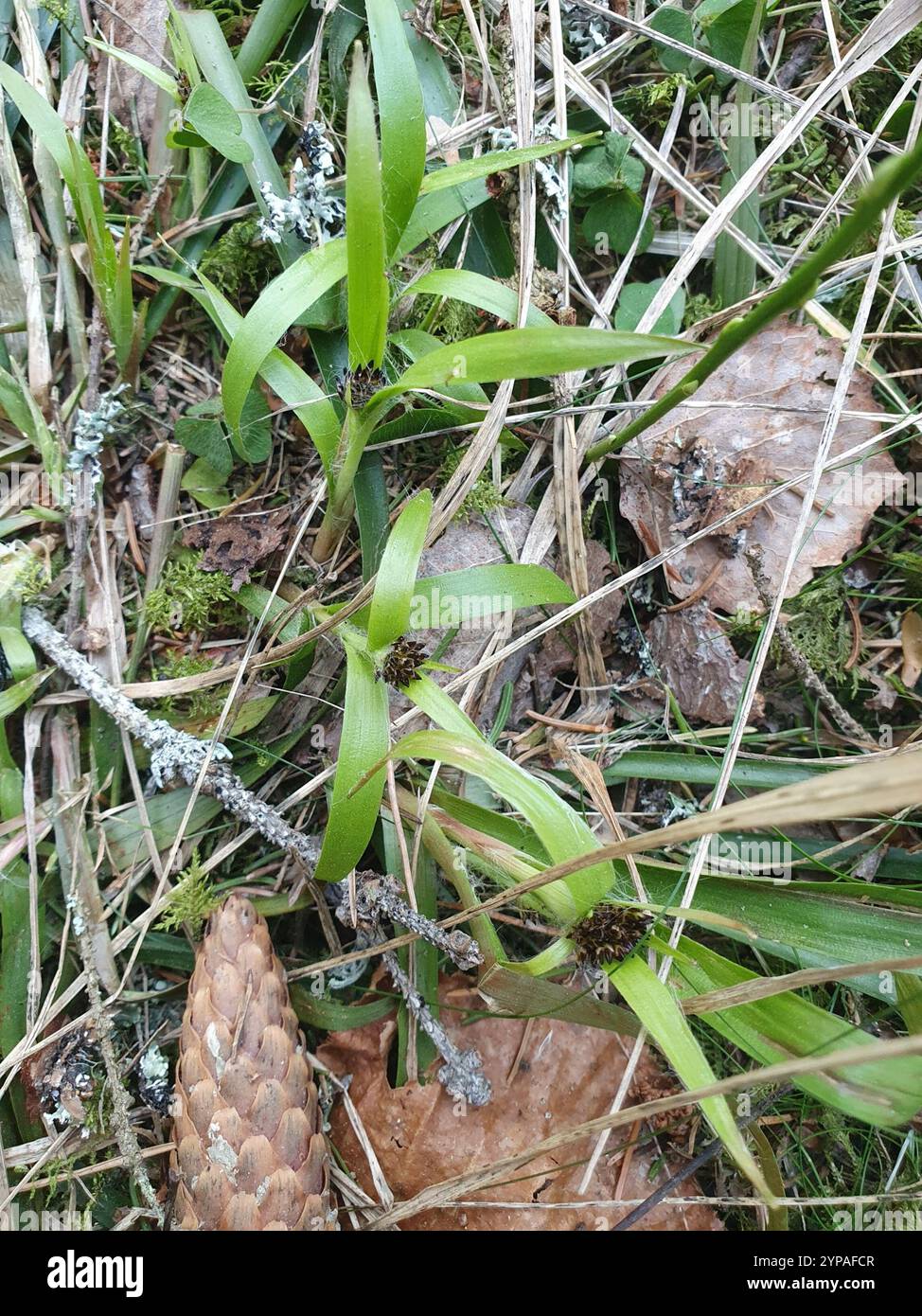 Hairy Woodrush (Luzula pilosa Stock Photo - Alamy