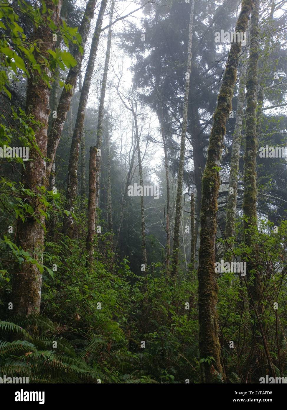 Red Alder (Alnus rubra Stock Photo - Alamy