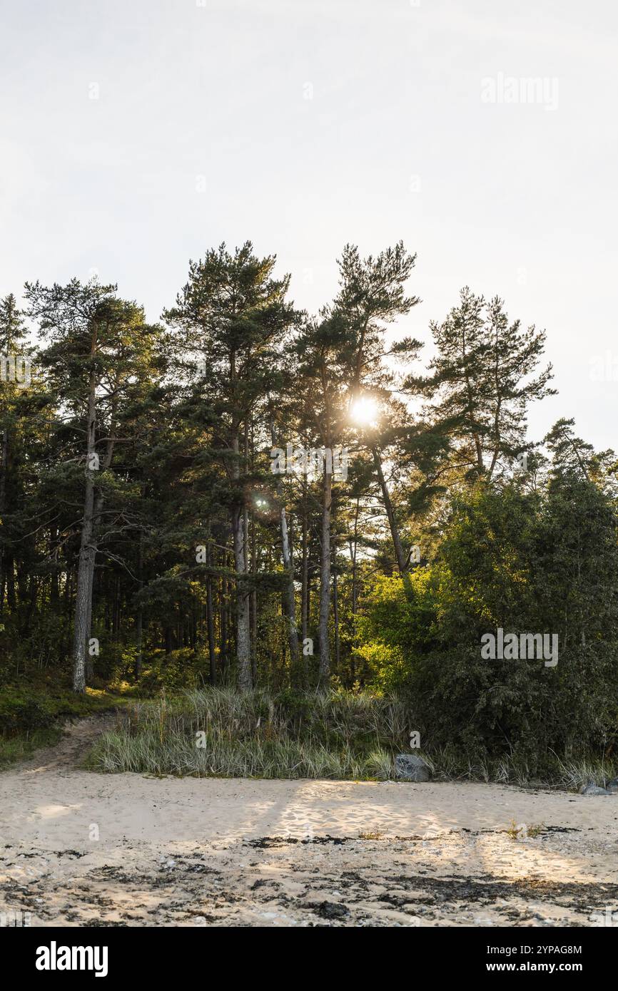Sun shining through pine tree hi-res stock photography and images - Alamy