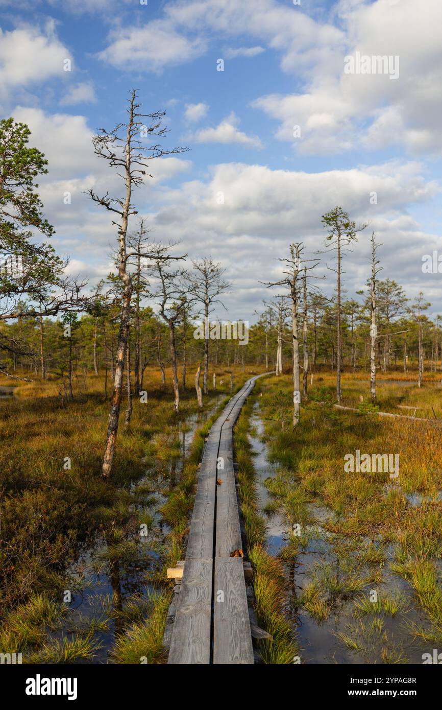 Swamp bog wetland boardwalk hi-res stock photography and images - Alamy