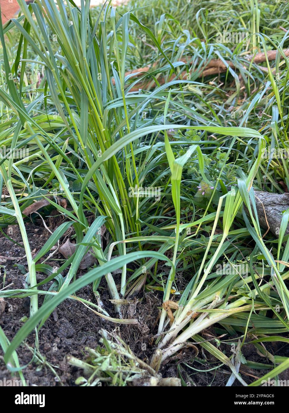 grasses, sedges, cattails, and allies (Poales Stock Photo - Alamy