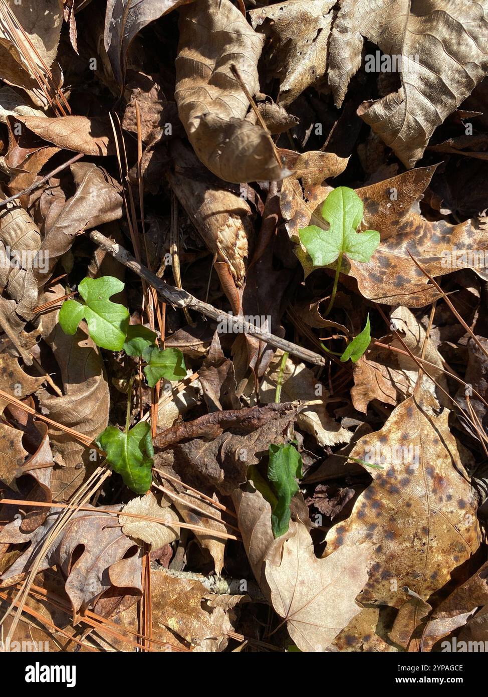 three-leaved rattlesnake root (Nabalus trifoliolatus Stock Photo - Alamy