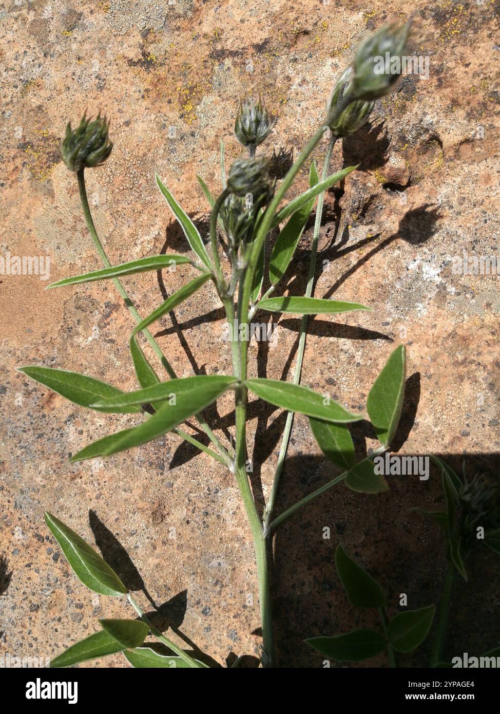 arabian pea (Bituminaria bituminosa Stock Photo - Alamy