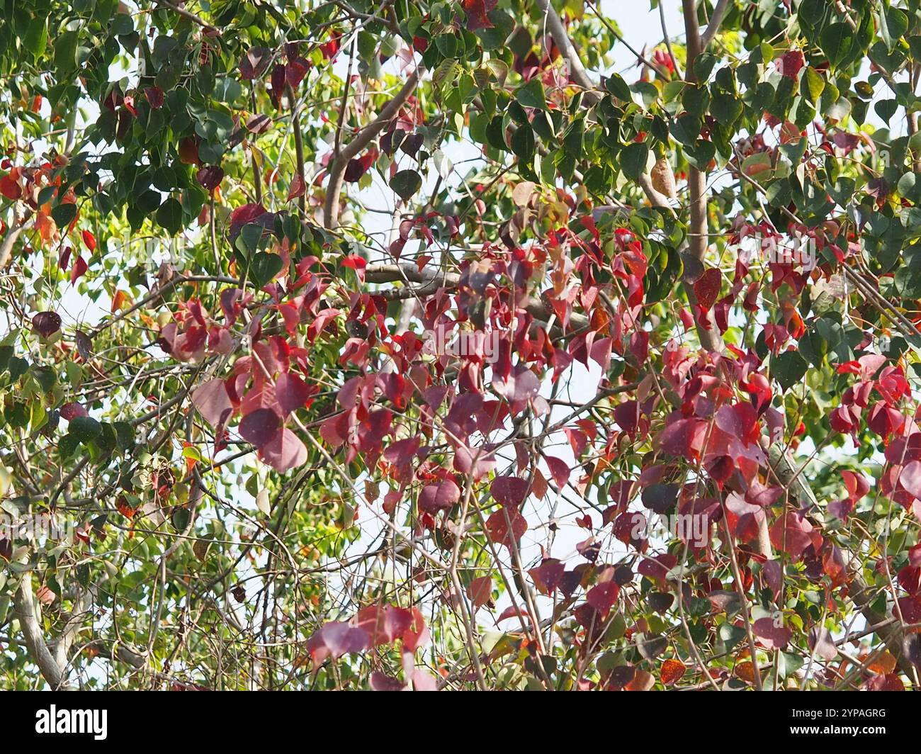 Chinese Tallow (Triadica sebifera Stock Photo - Alamy