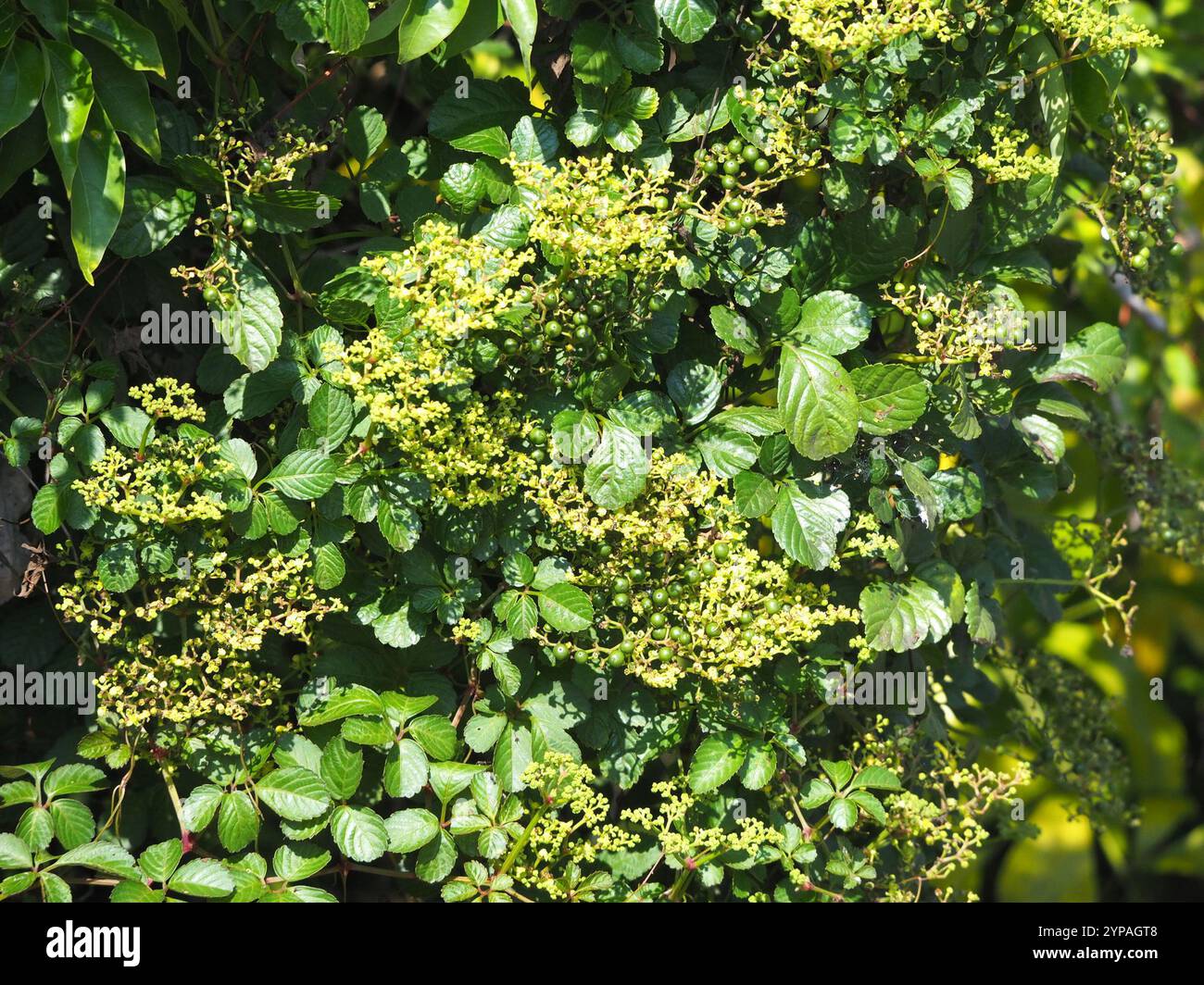 Bushkiller (Causonis japonica Stock Photo - Alamy