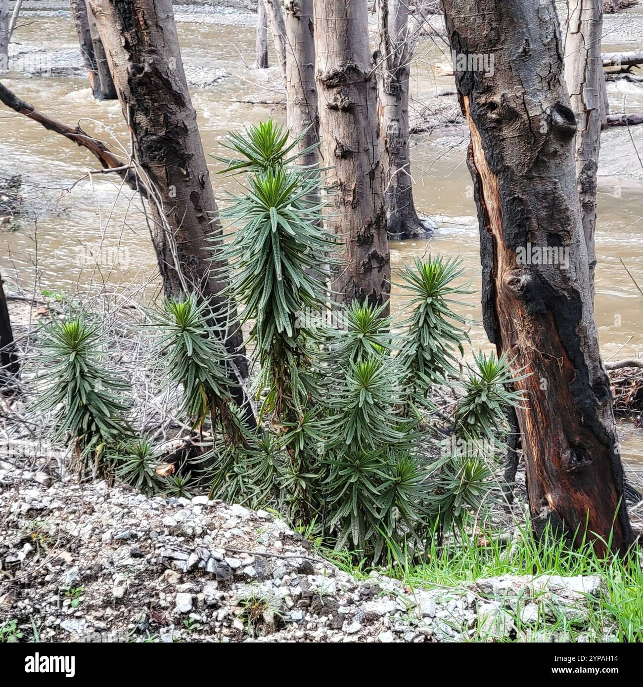 Turricula hi-res stock photography and images - Alamy