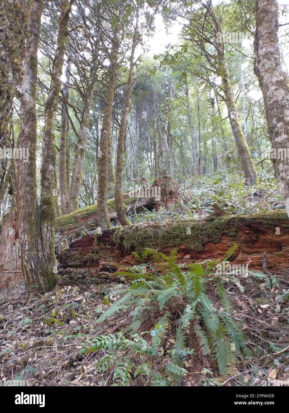 Tanoak (Notholithocarpus densiflorus Stock Photo - Alamy