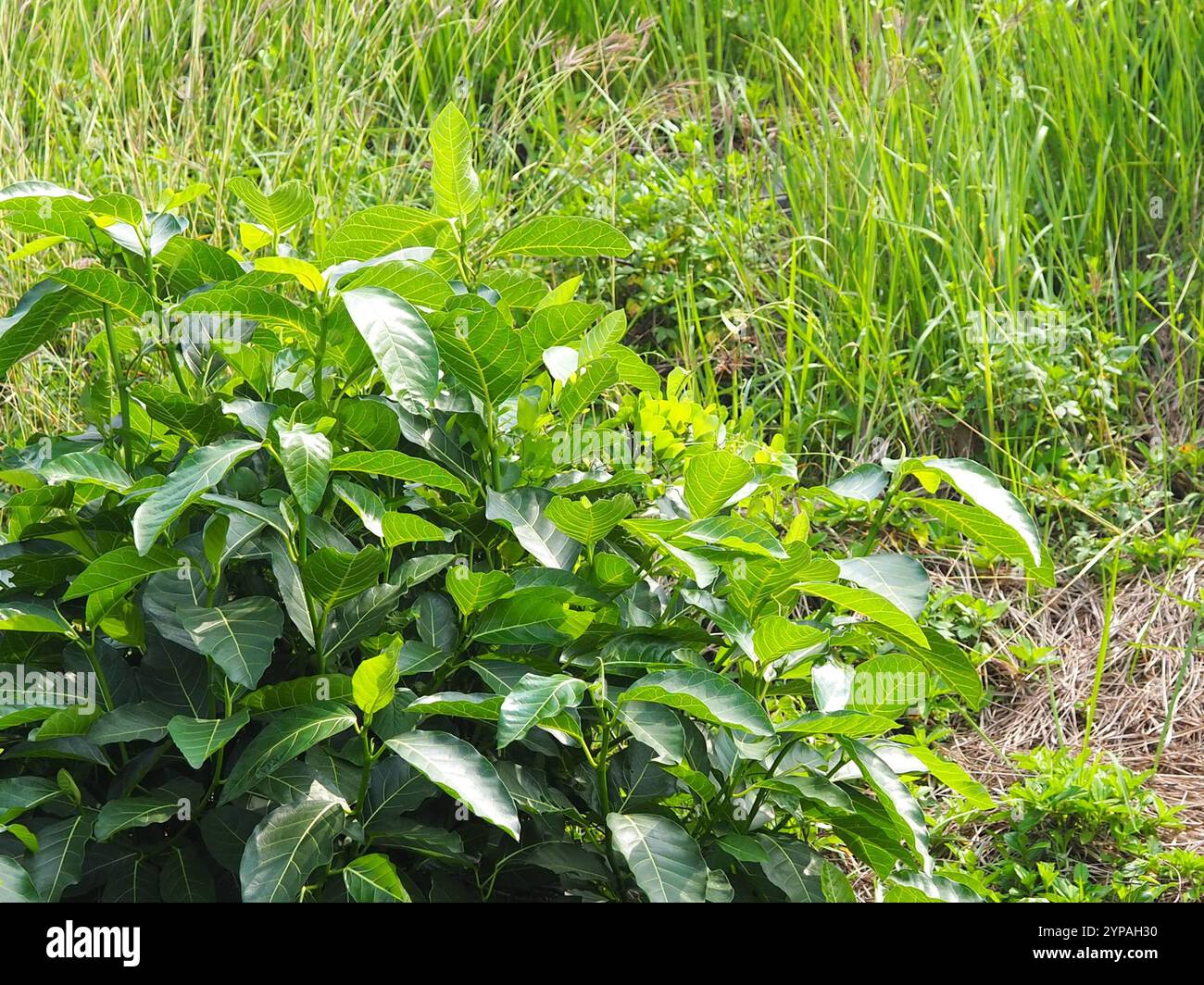 Hauili fig tree (Ficus septica Stock Photo - Alamy