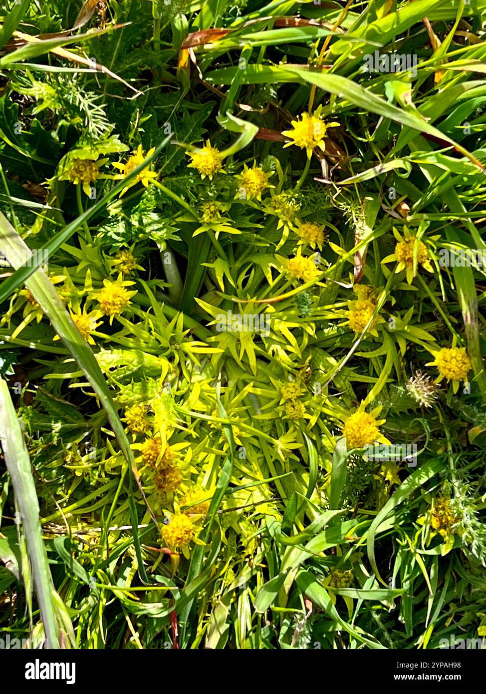 Sanicula arctopoides hi-res stock photography and images - Alamy