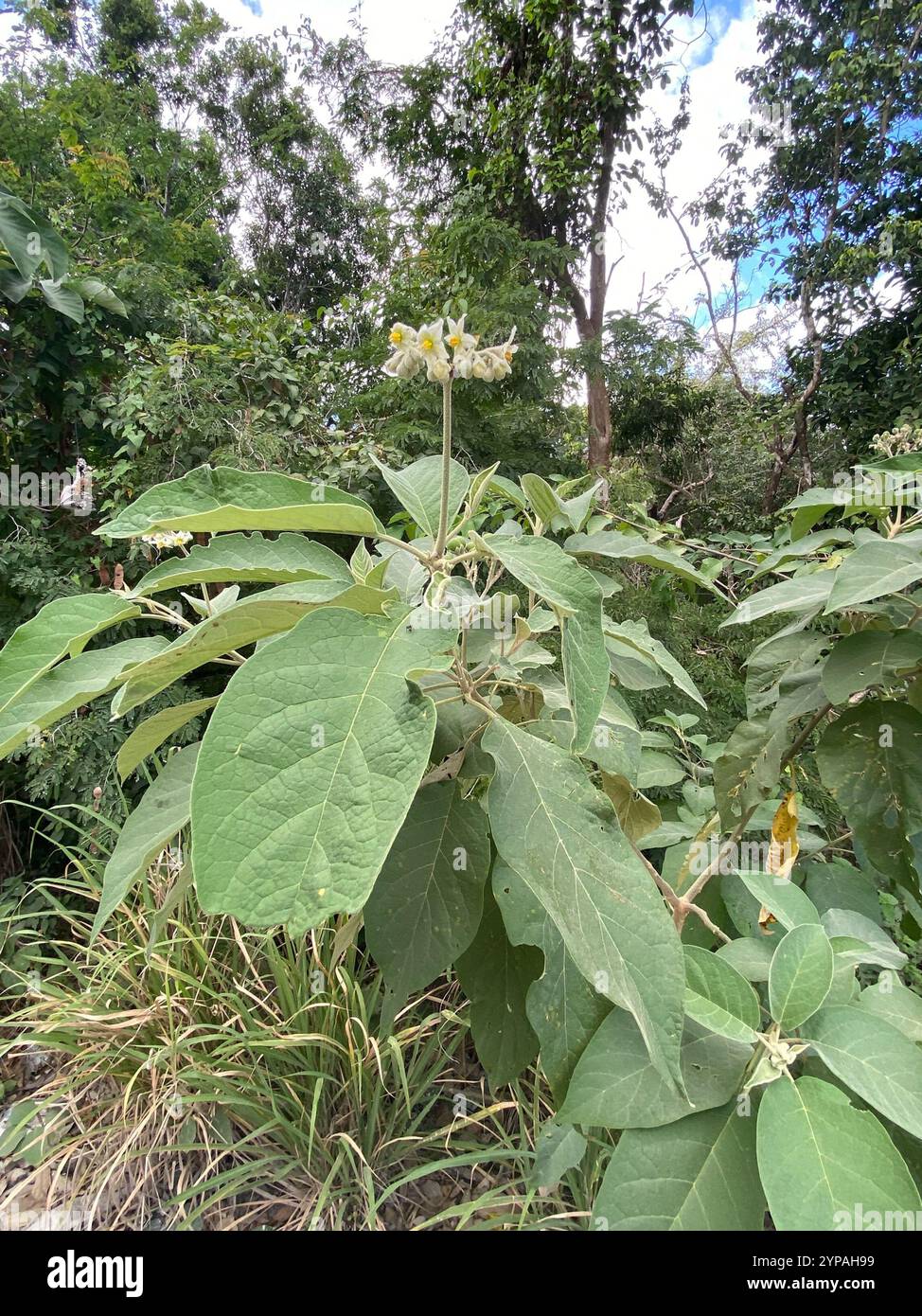 potato tree (Solanum erianthum Stock Photo - Alamy