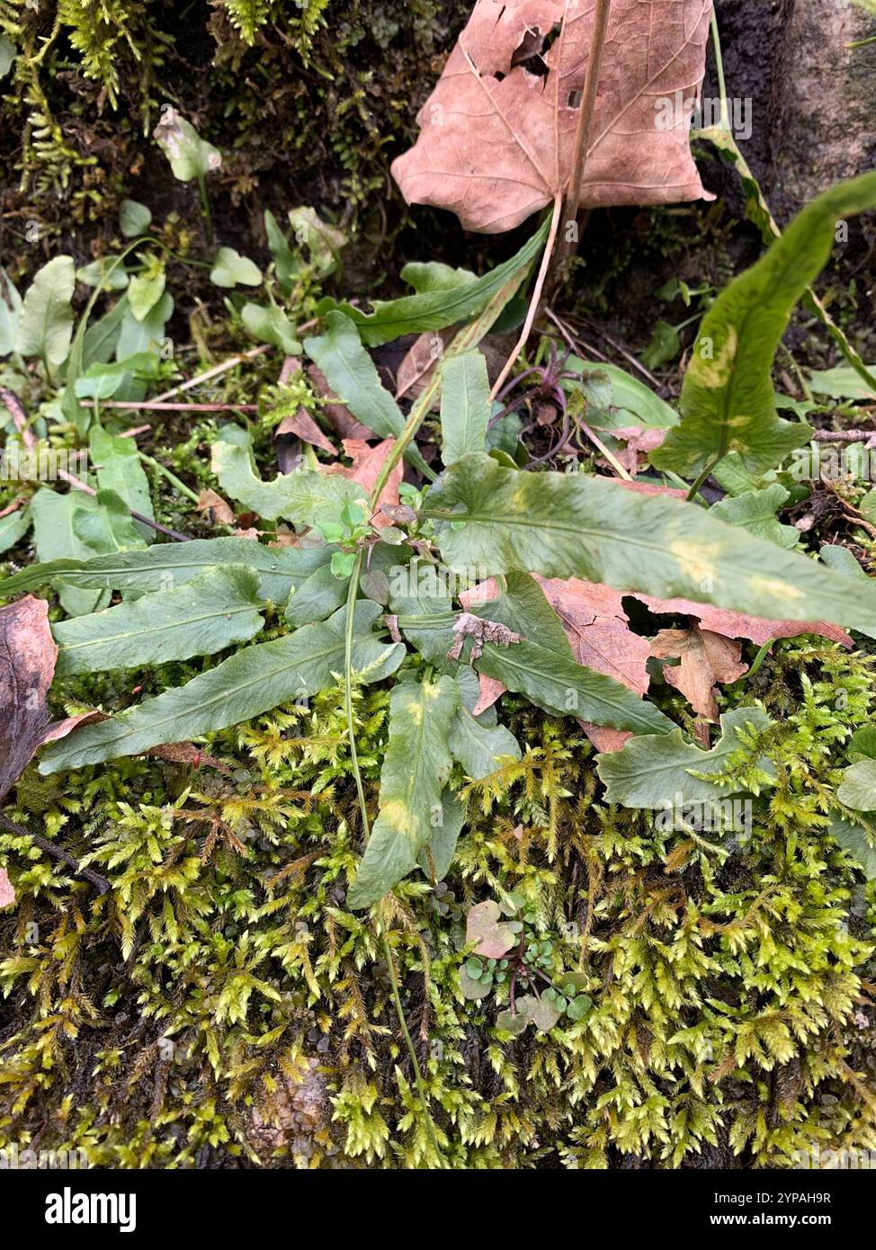 walking fern (Asplenium rhizophyllum Stock Photo - Alamy