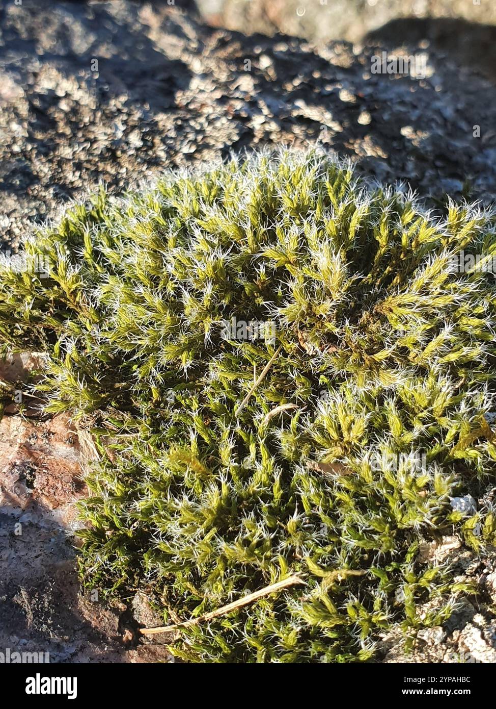 Woolly fringe moss hi-res stock photography and images - Alamy