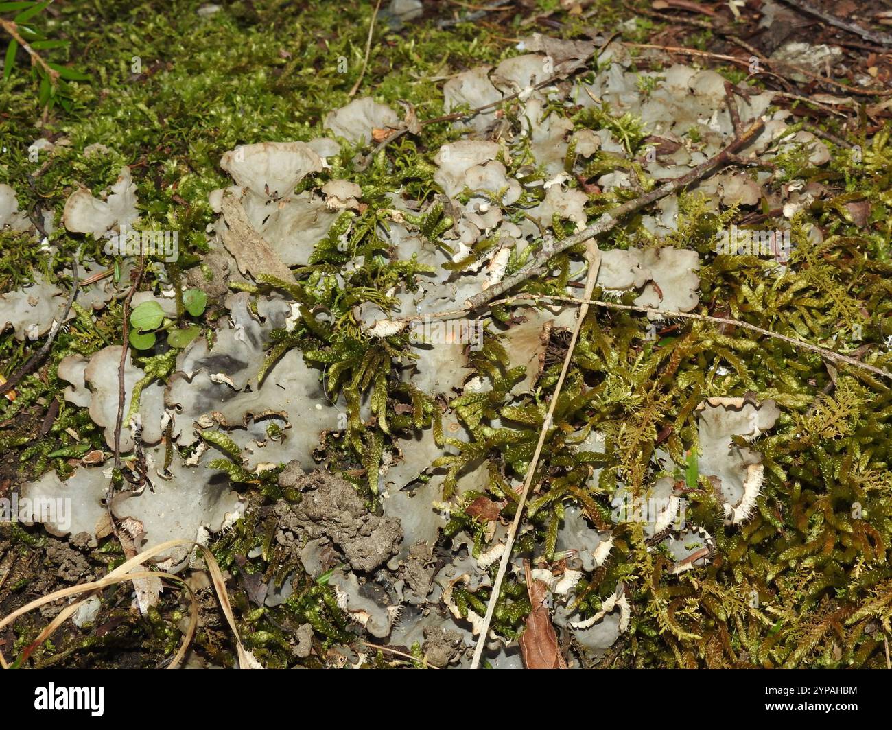 dog pelt lichen (Peltigera canina Stock Photo - Alamy