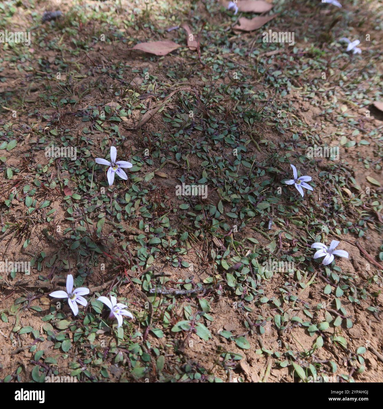 Blue Star Creeper (Isotoma fluviatilis Stock Photo - Alamy