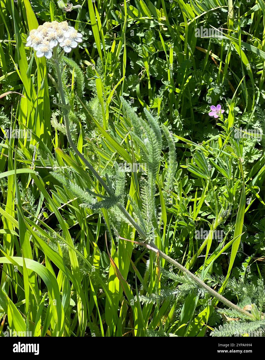 common yarrow (Achillea millefolium Stock Photo - Alamy