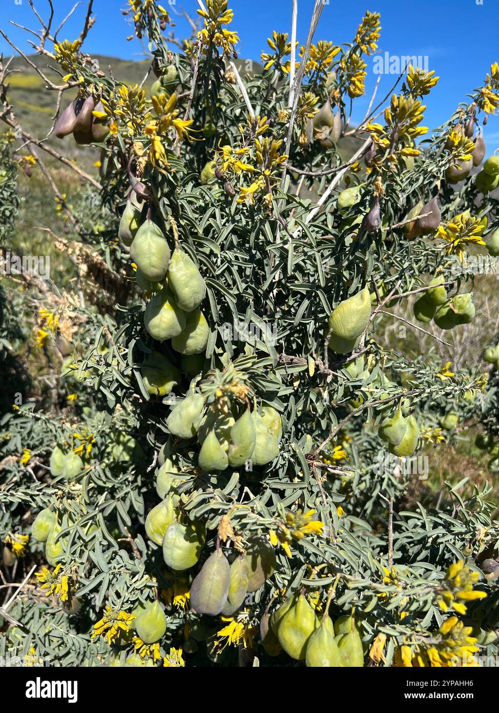 Bladderpod (Cleomella arborea Stock Photo - Alamy