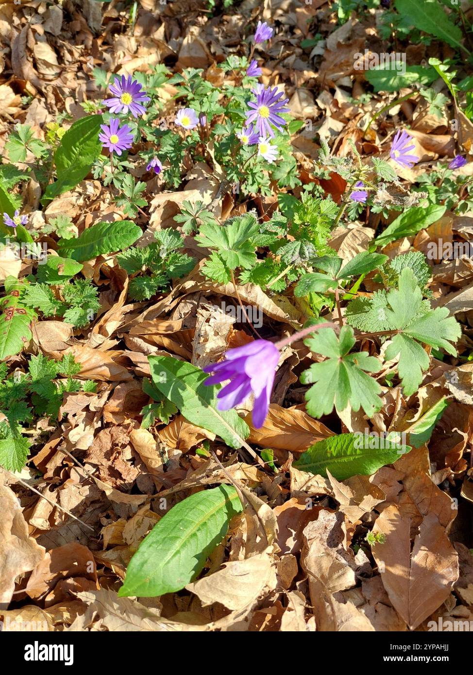 Greek Anemone (Anemonoides blanda Stock Photo - Alamy