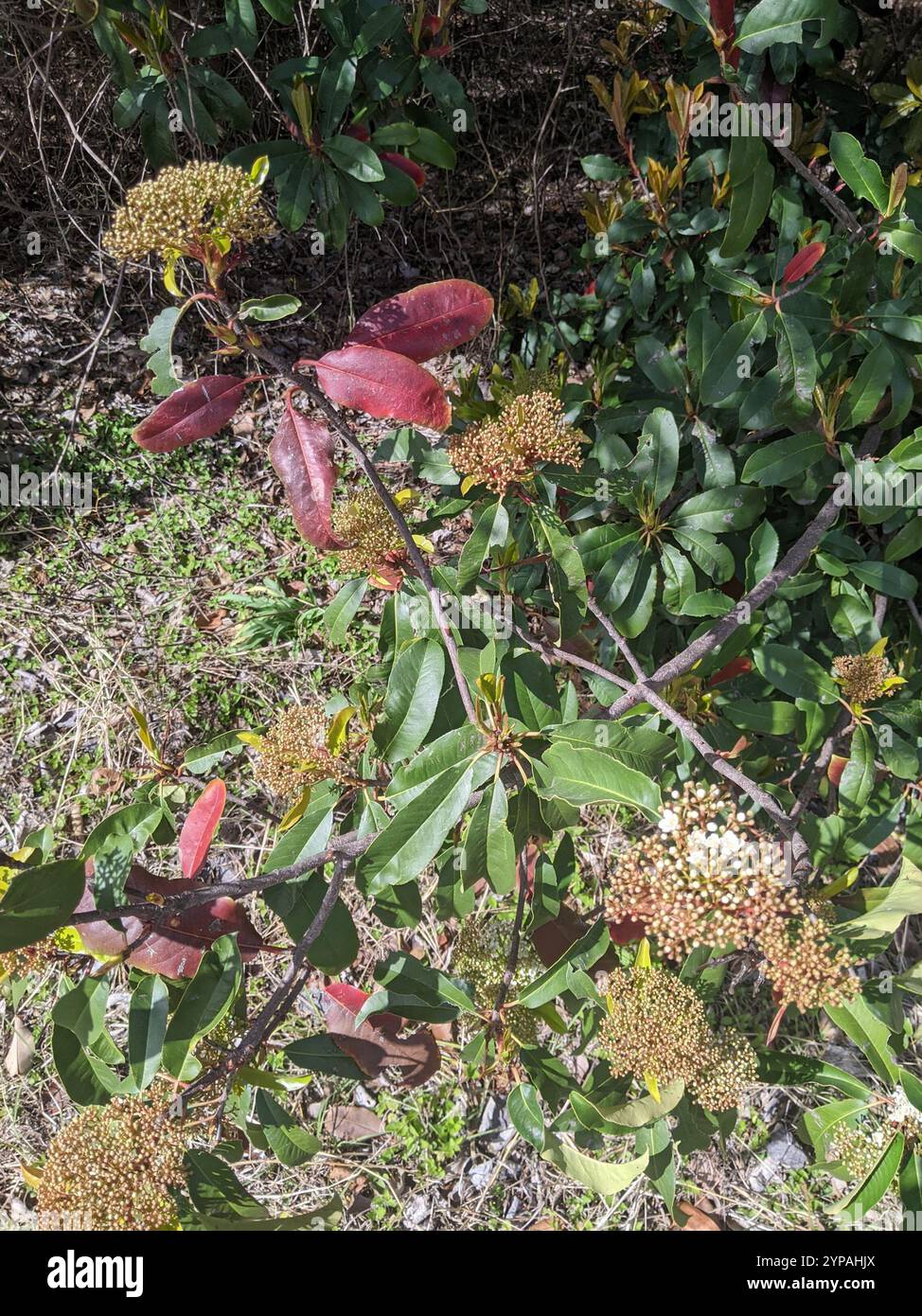 Chinese Photinia (Photinia serratifolia Stock Photo - Alamy