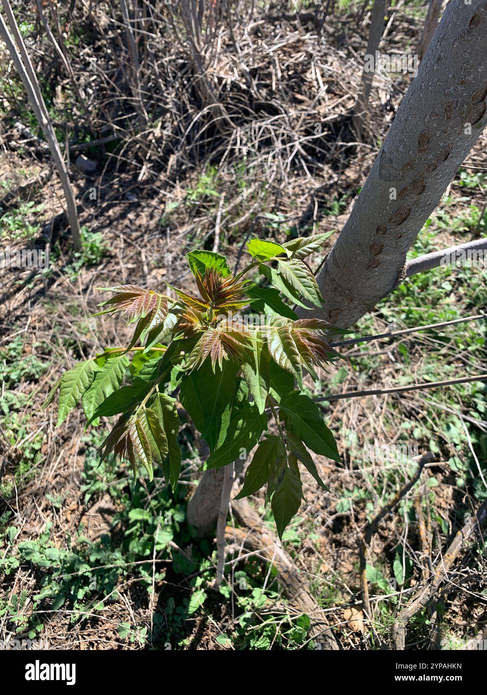 velvet ash (Fraxinus velutina Stock Photo - Alamy